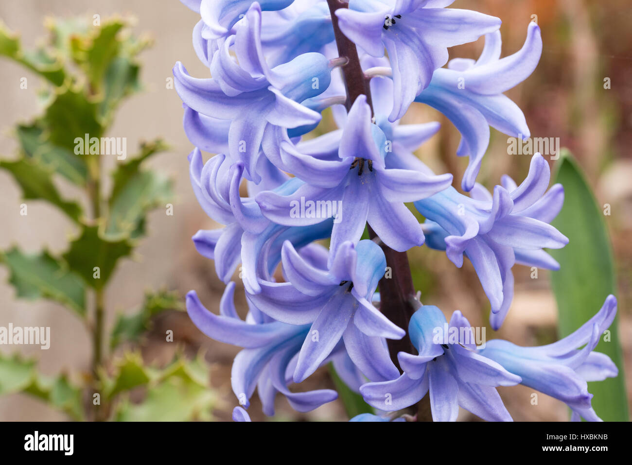 First spring flowers Stock Photo - Alamy