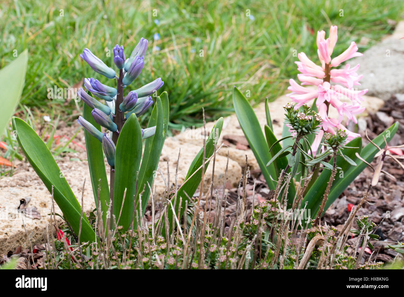 First spring flowers Stock Photo - Alamy