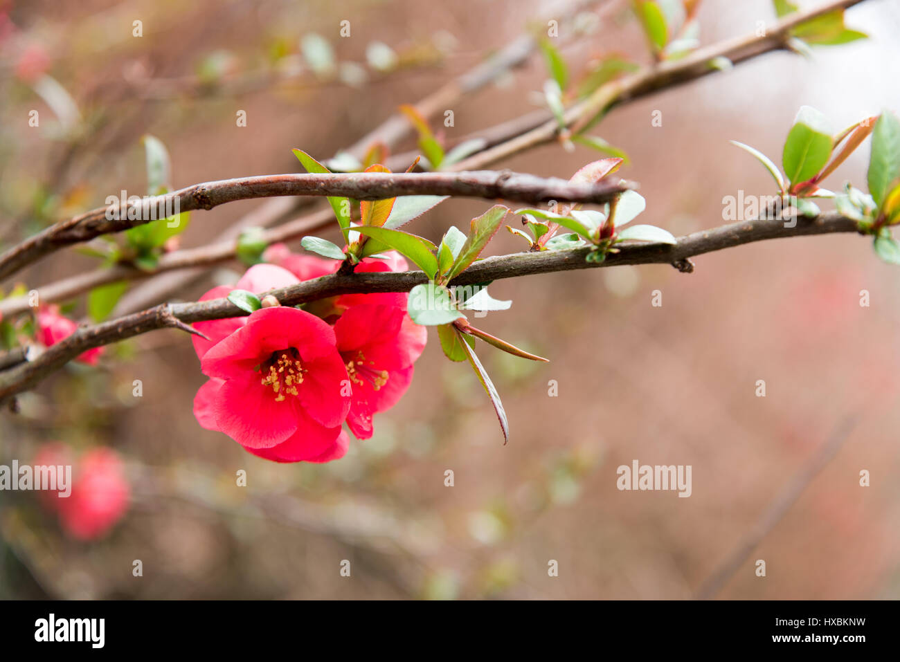 First spring flowers Stock Photo - Alamy