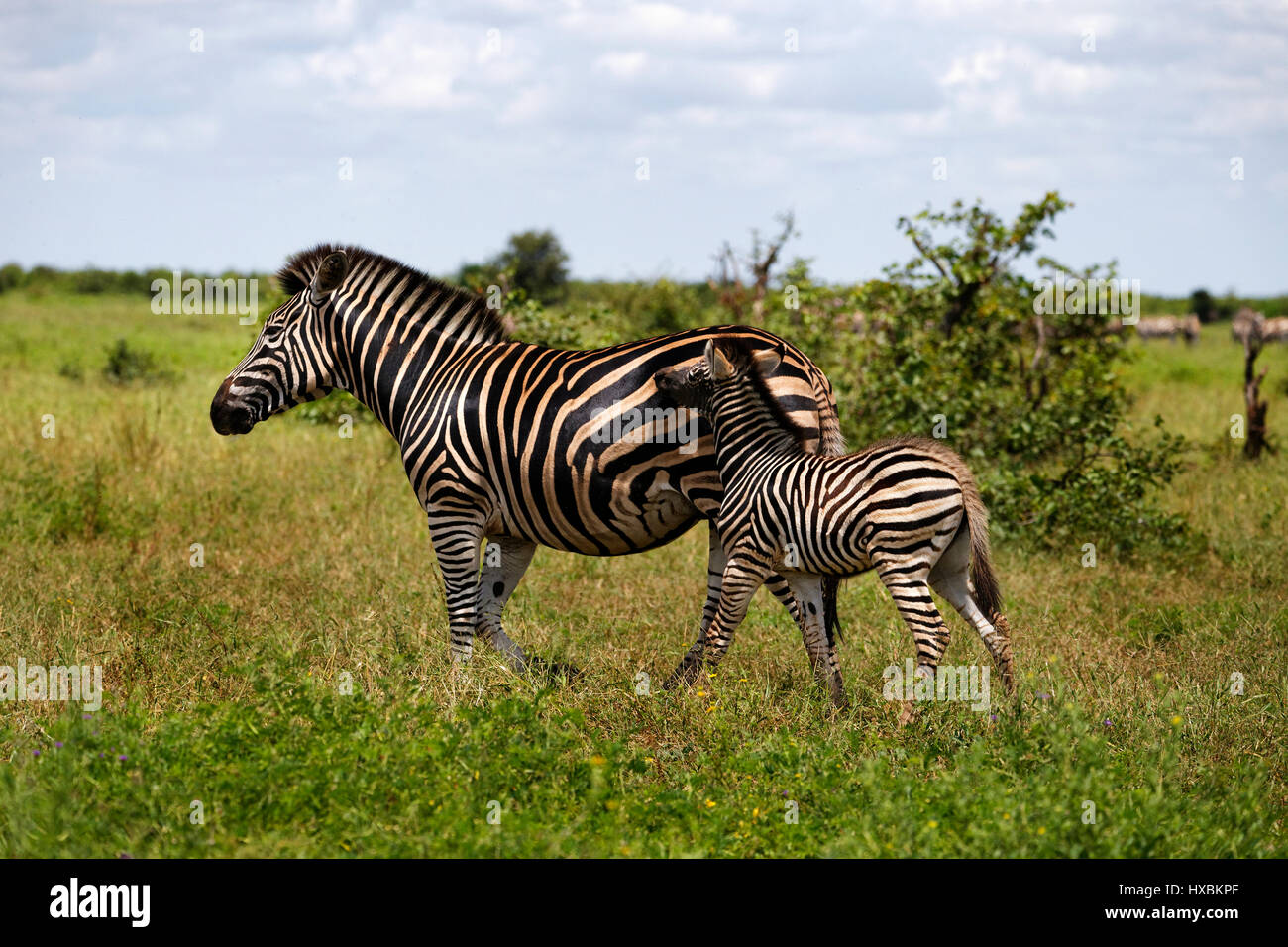 Zebra adult with young ( Miscanthus sinensis Zebrinus ) , Kruger ...