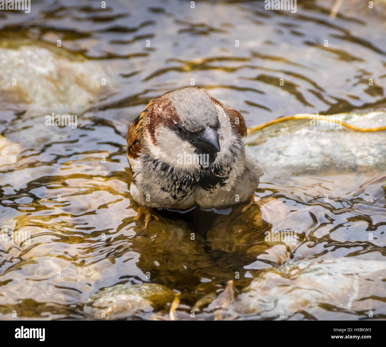 A male sparrow bathing in a creek Stock Photo - Alamy