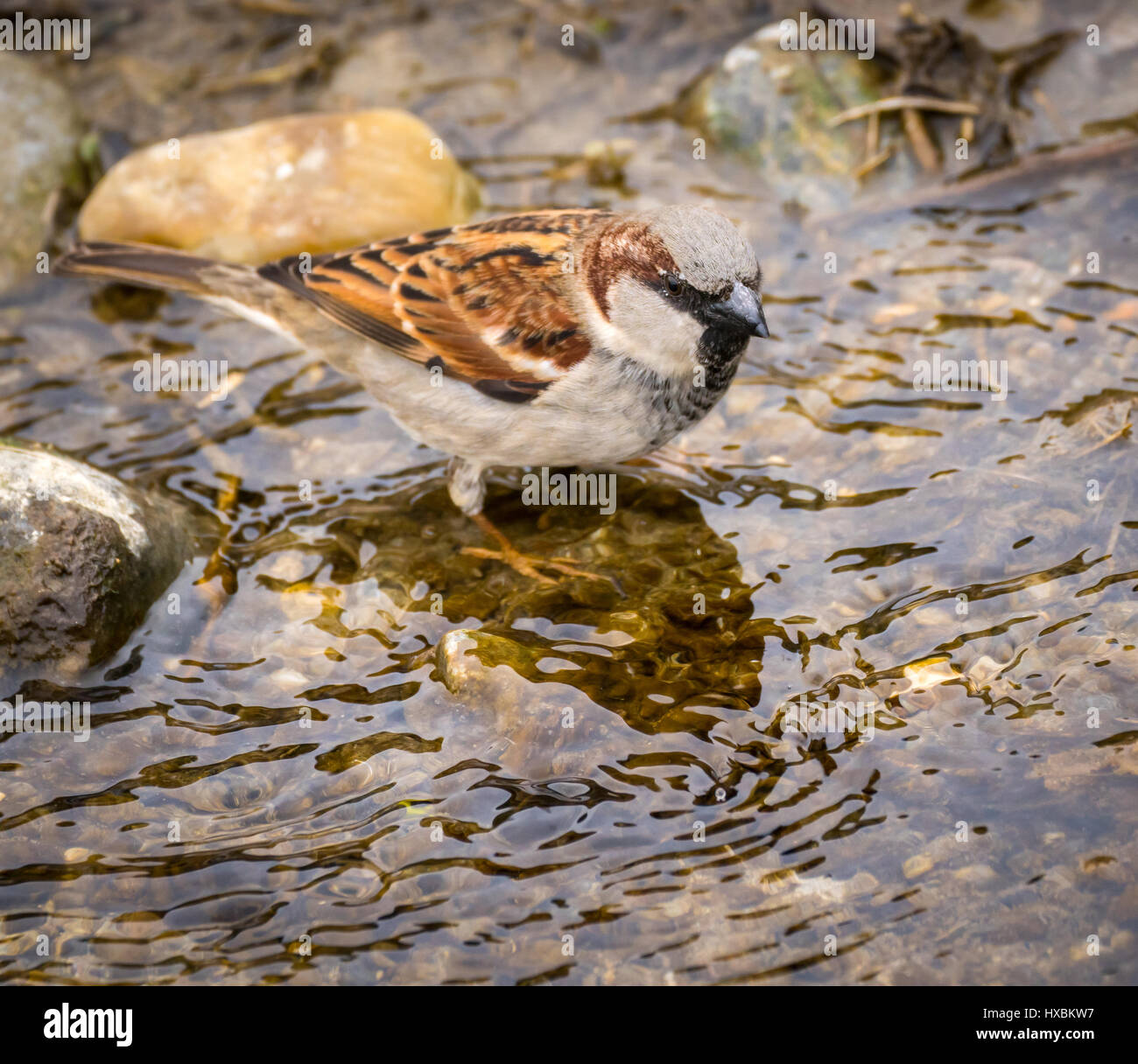 A male sparrow bathing in a creek Stock Photo - Alamy