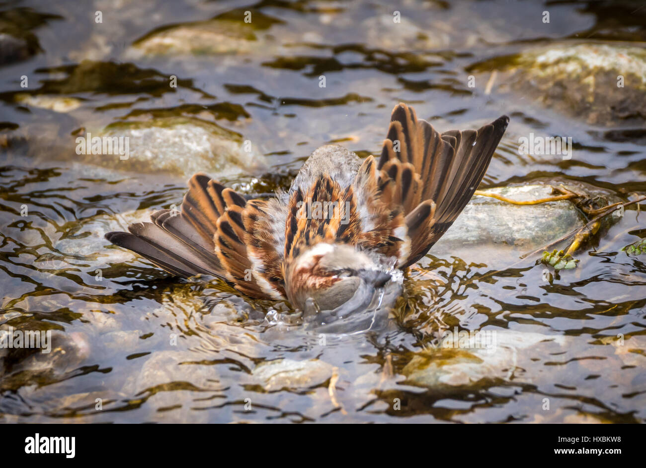 A male sparrow bathing in a creek Stock Photo - Alamy