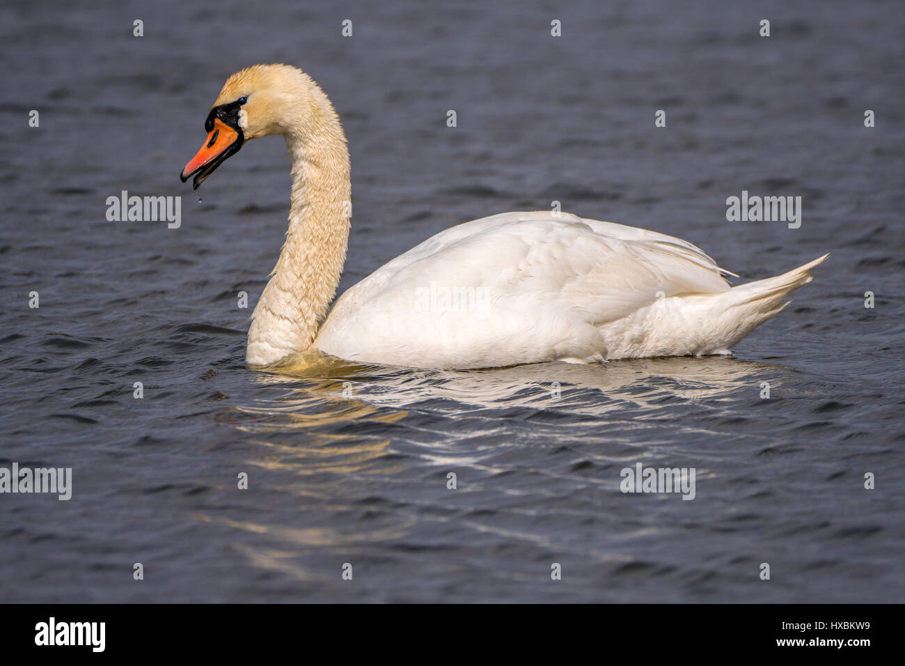 A single swan on a lake, swimming Stock Photo - Alamy