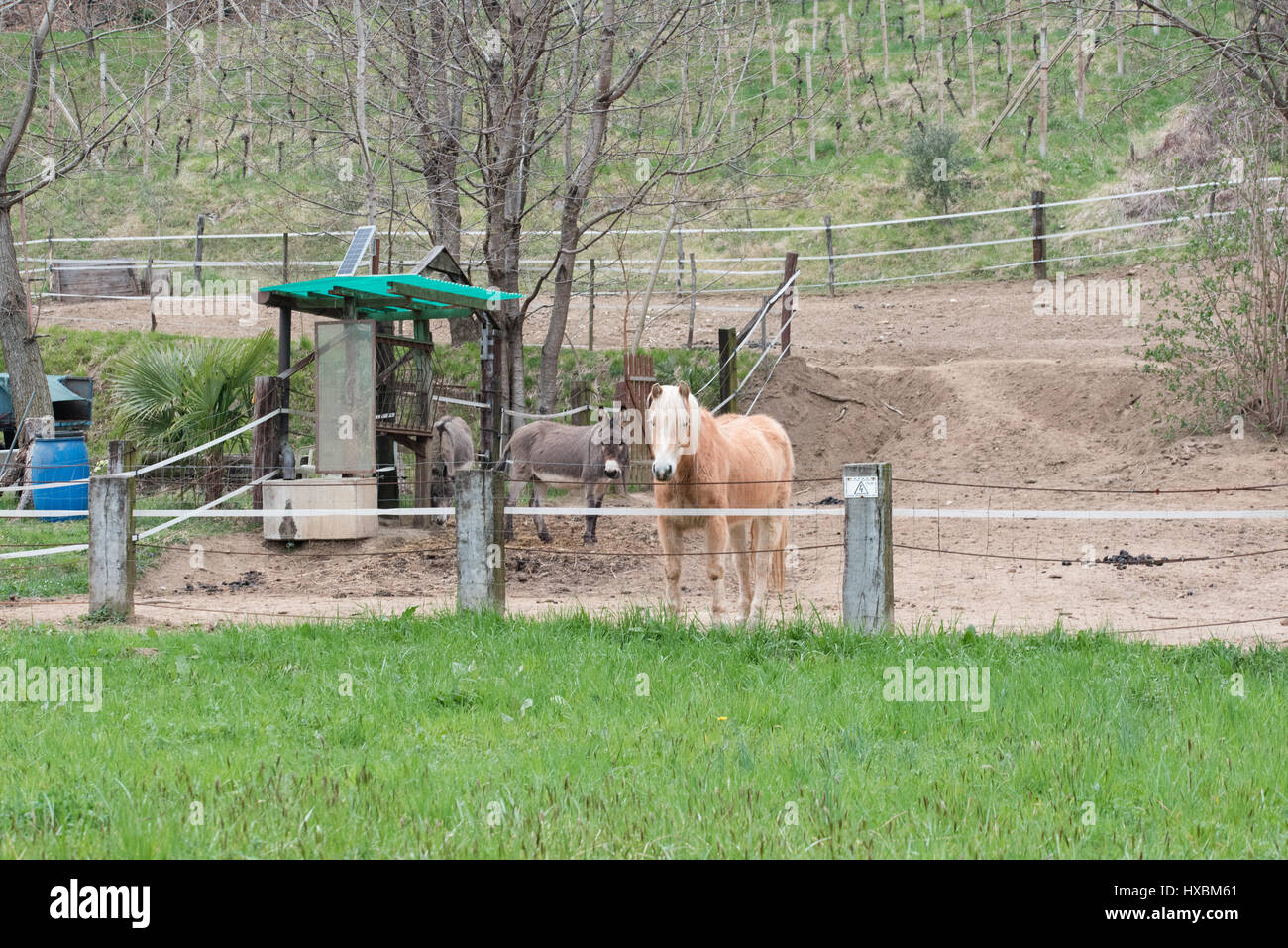 Horse in the paddock Stock Photo - Alamy