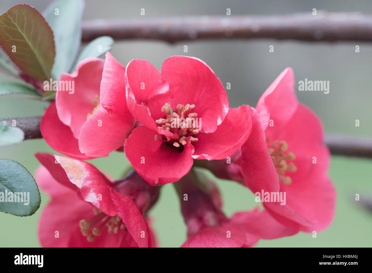 First spring flowers Stock Photo - Alamy