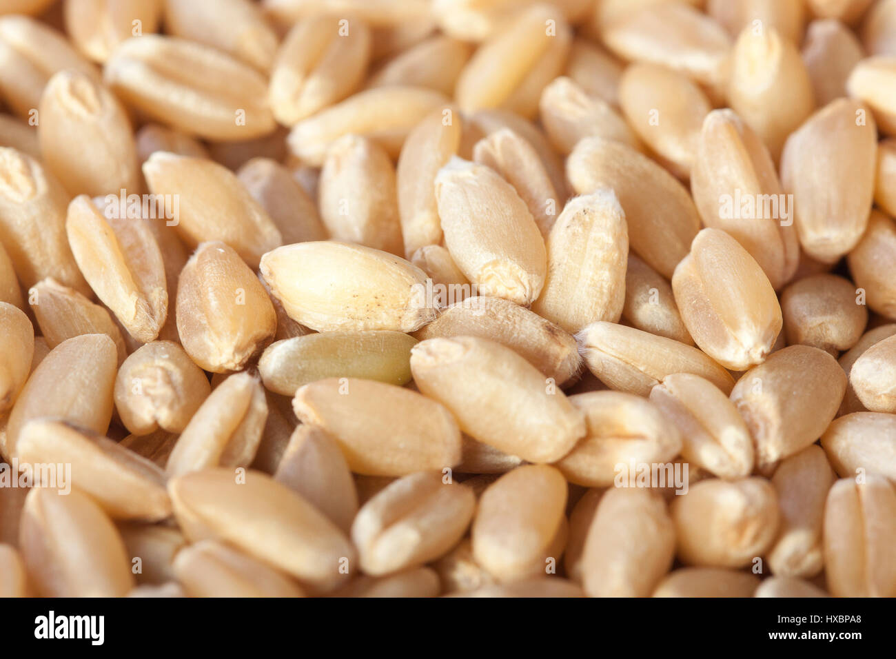 Wheat grain close up Stock Photo - Alamy