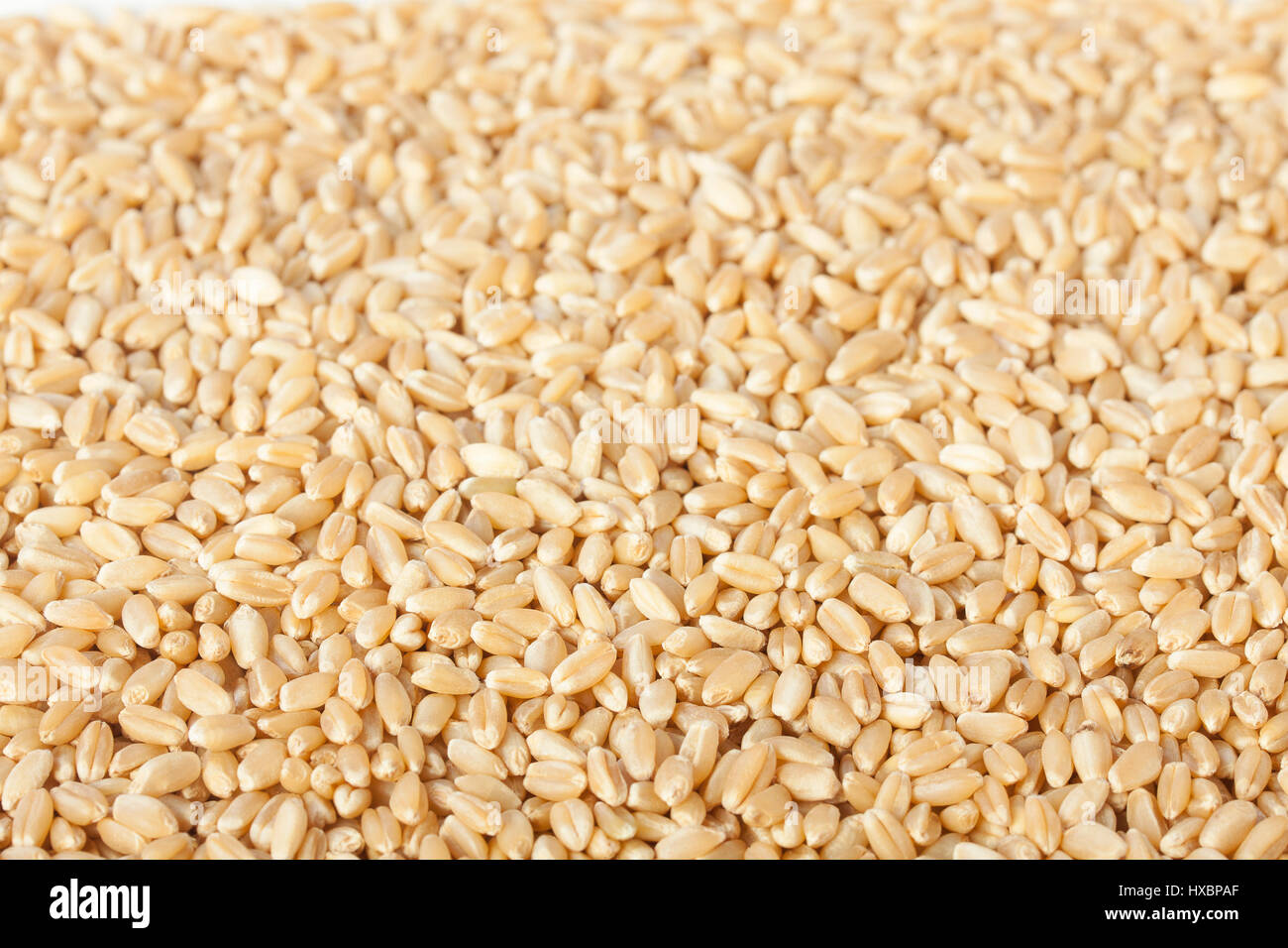 Wheat grain close up Stock Photo - Alamy