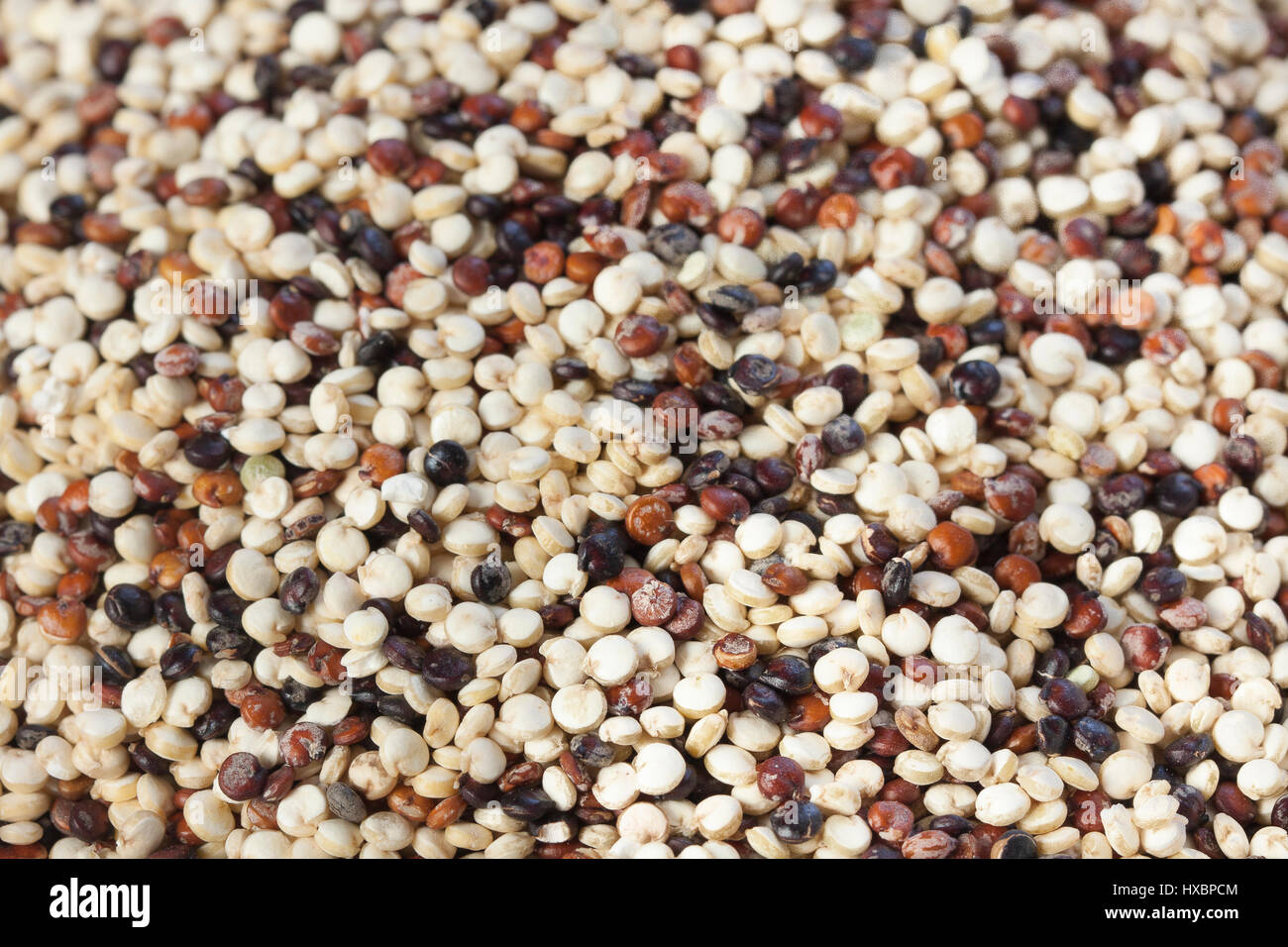 Organic Quinoa Chenopodium quinoa grains nutritious food grain from ...