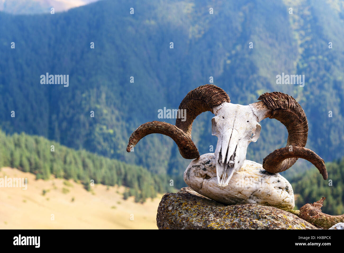 Skull of ram on Pagan shrine in Shenako village on southern slope of ...