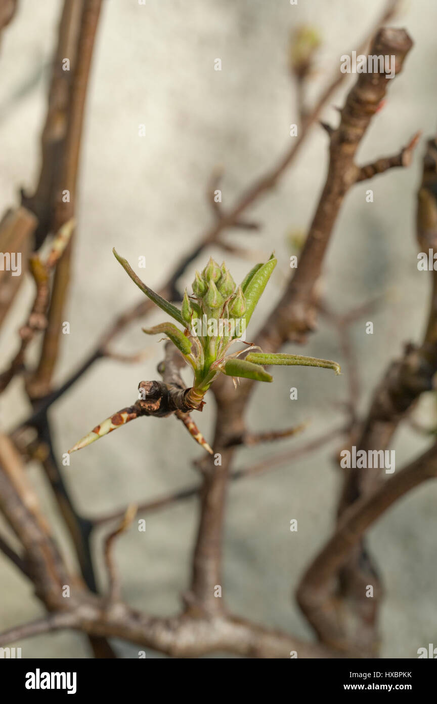 Conference pear tree hi-res stock photography and images - Alamy