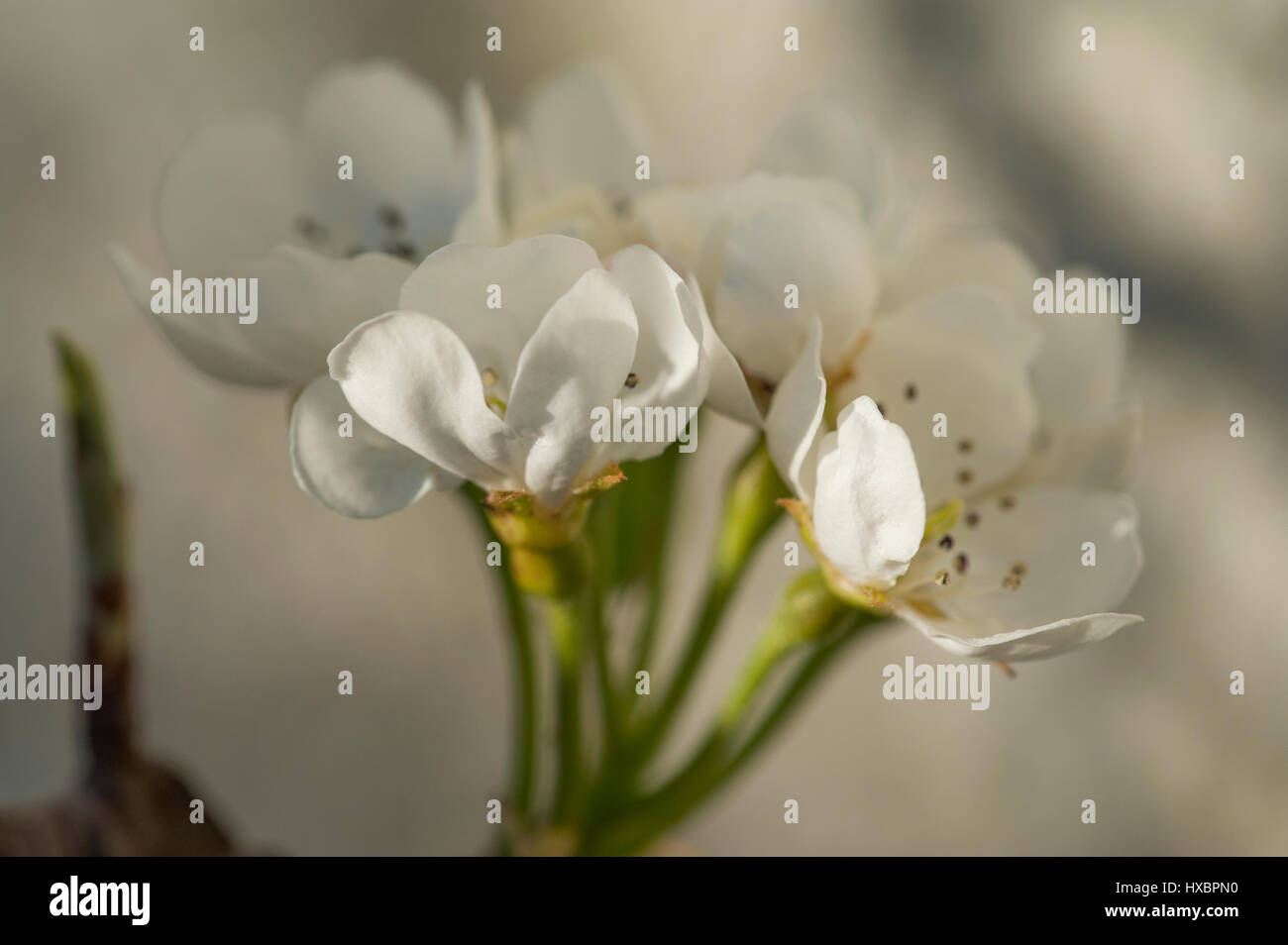 Conference Pear Tree High Resolution Stock Photography and Images - Alamy