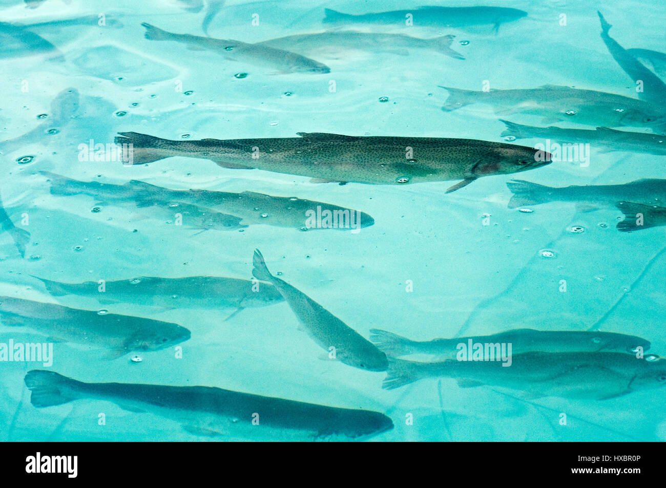 Overcrowded Swimming Pools High Resolution Stock Photography and Images ...