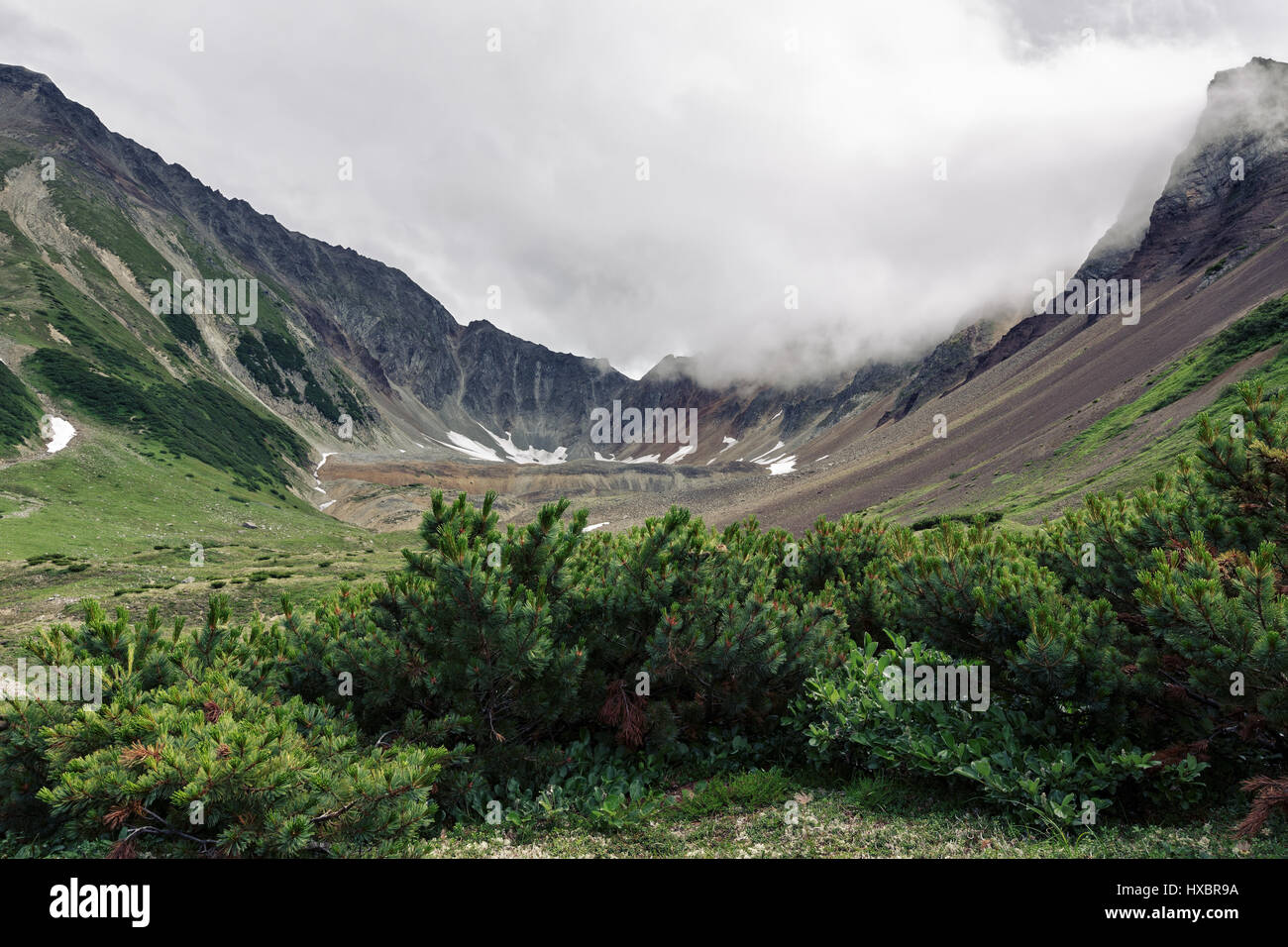 Circus flora hi-res stock photography and images - Alamy