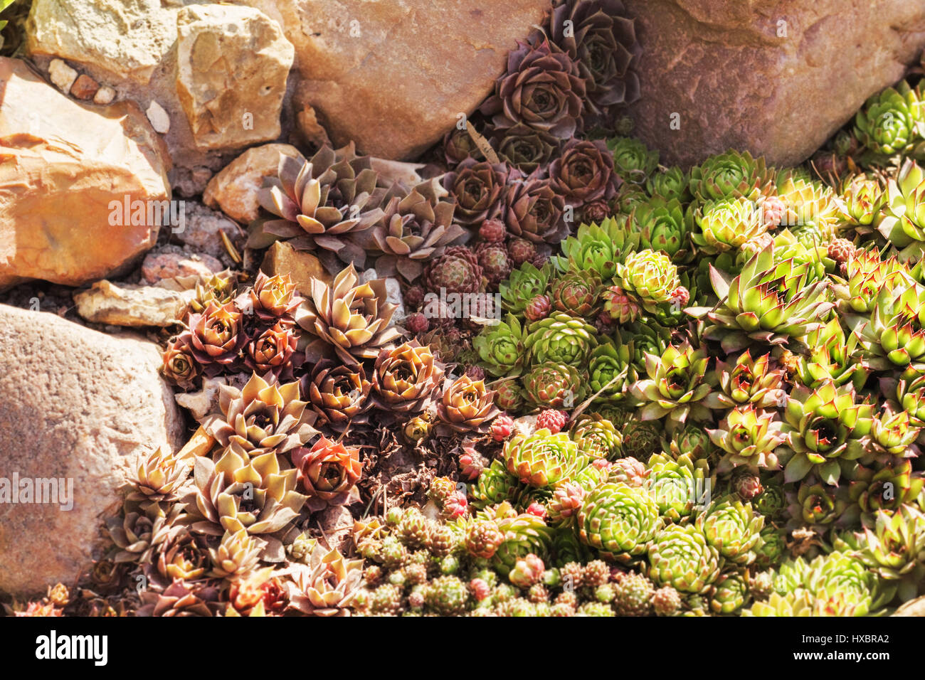Plant among rocks hi-res stock photography and images - Alamy