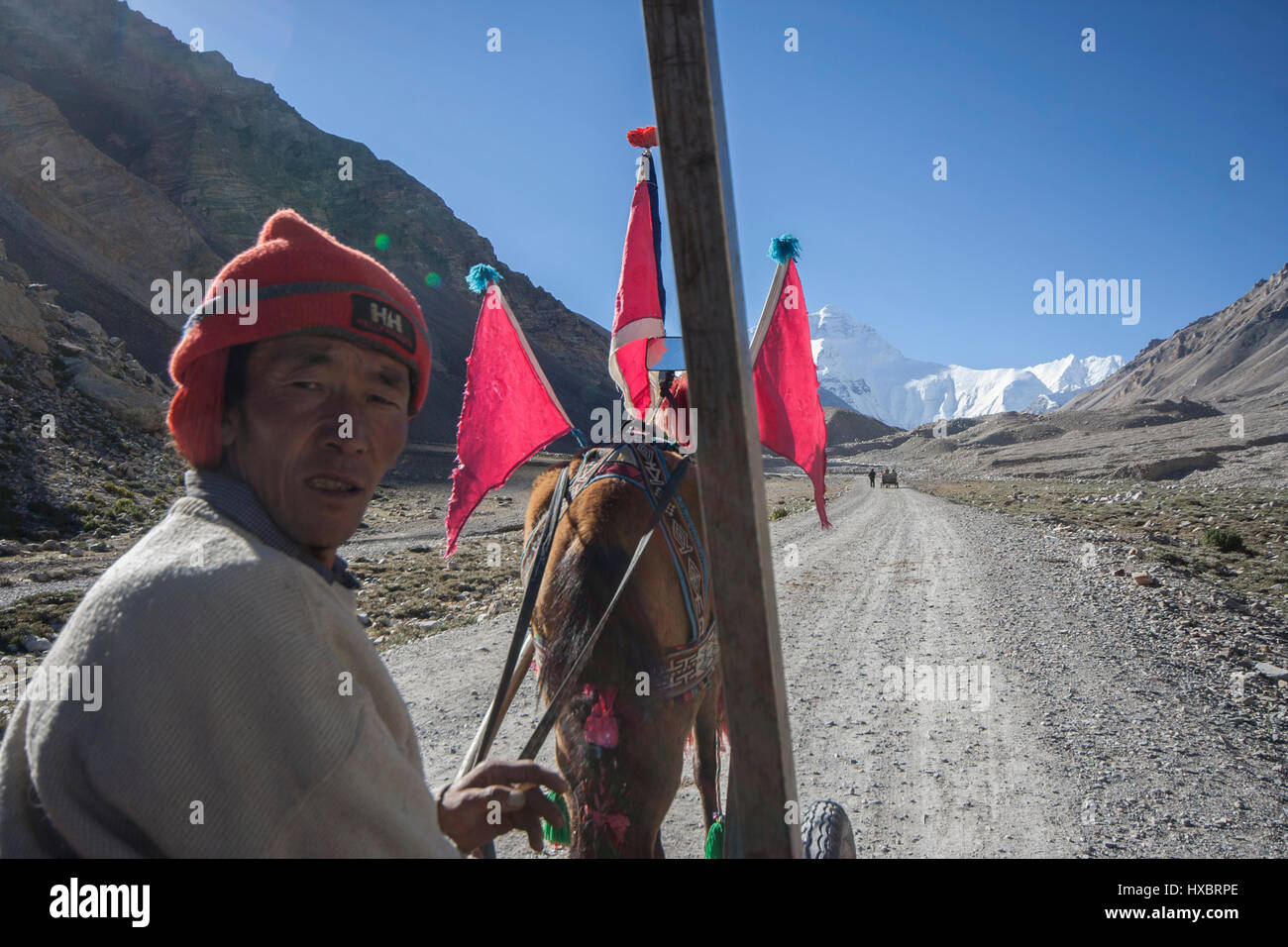 Pony cart ride to Mount Everest tourist North base camp Stock Photo - Alamy
