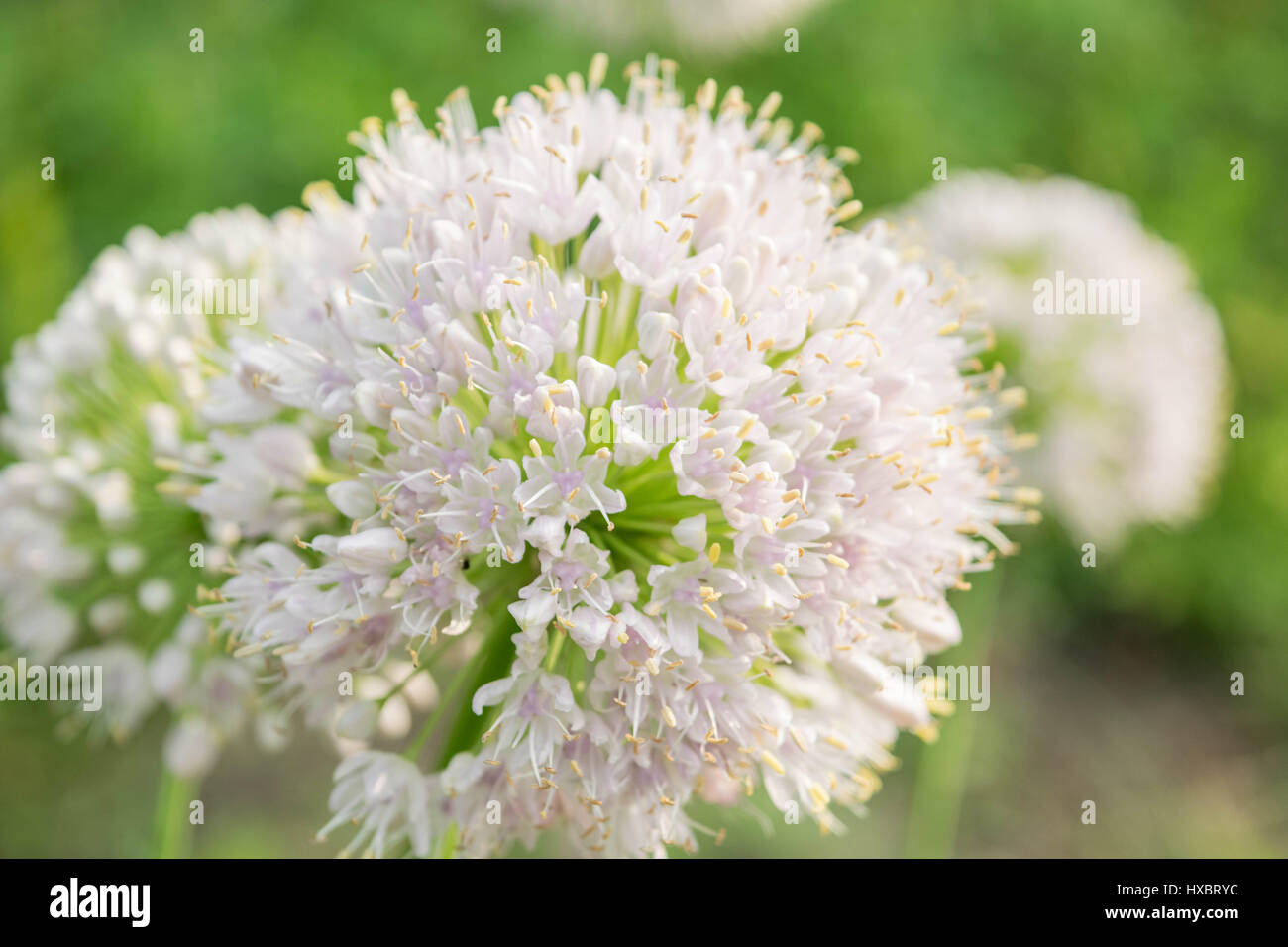 large garlic ball flower Stock Photo - Alamy