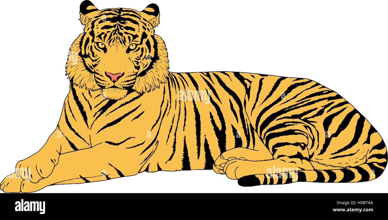 Tiger Head Illustration Vector Stock Vector Image & Art - Alamy