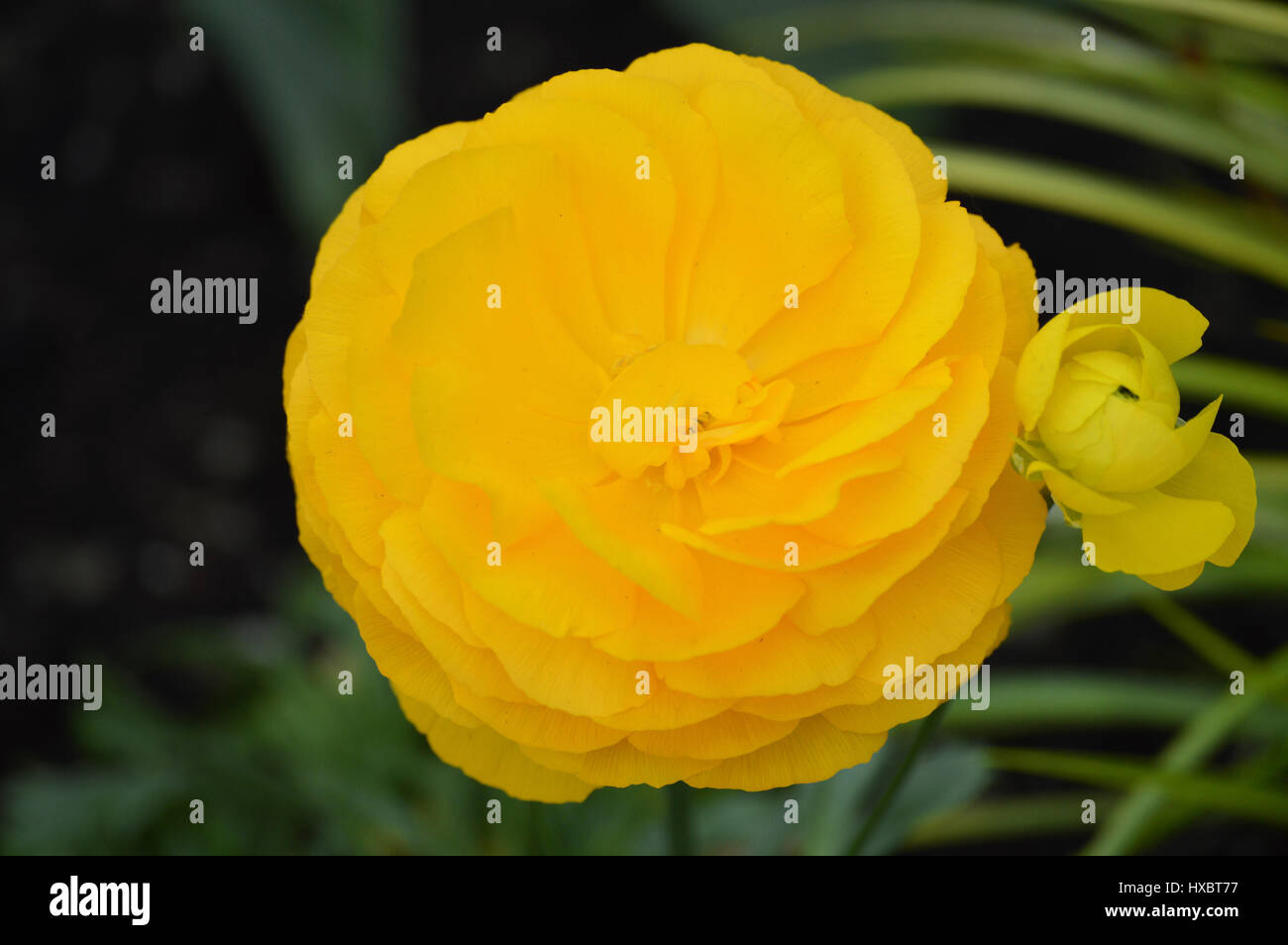 Yellow Ranunculus Flower Stock Photo - Alamy