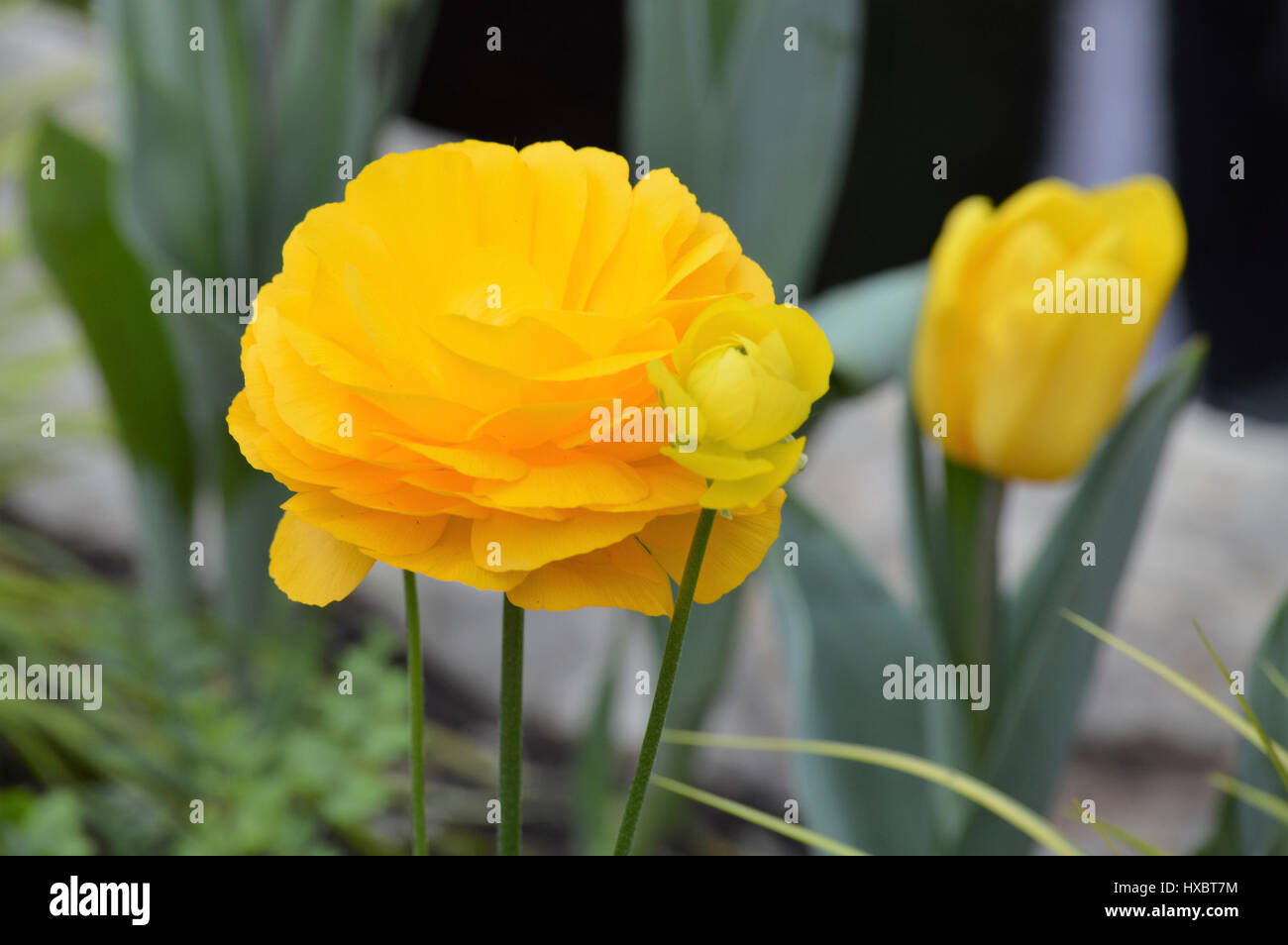 Yellow Ranunculus Flower Stock Photo - Alamy