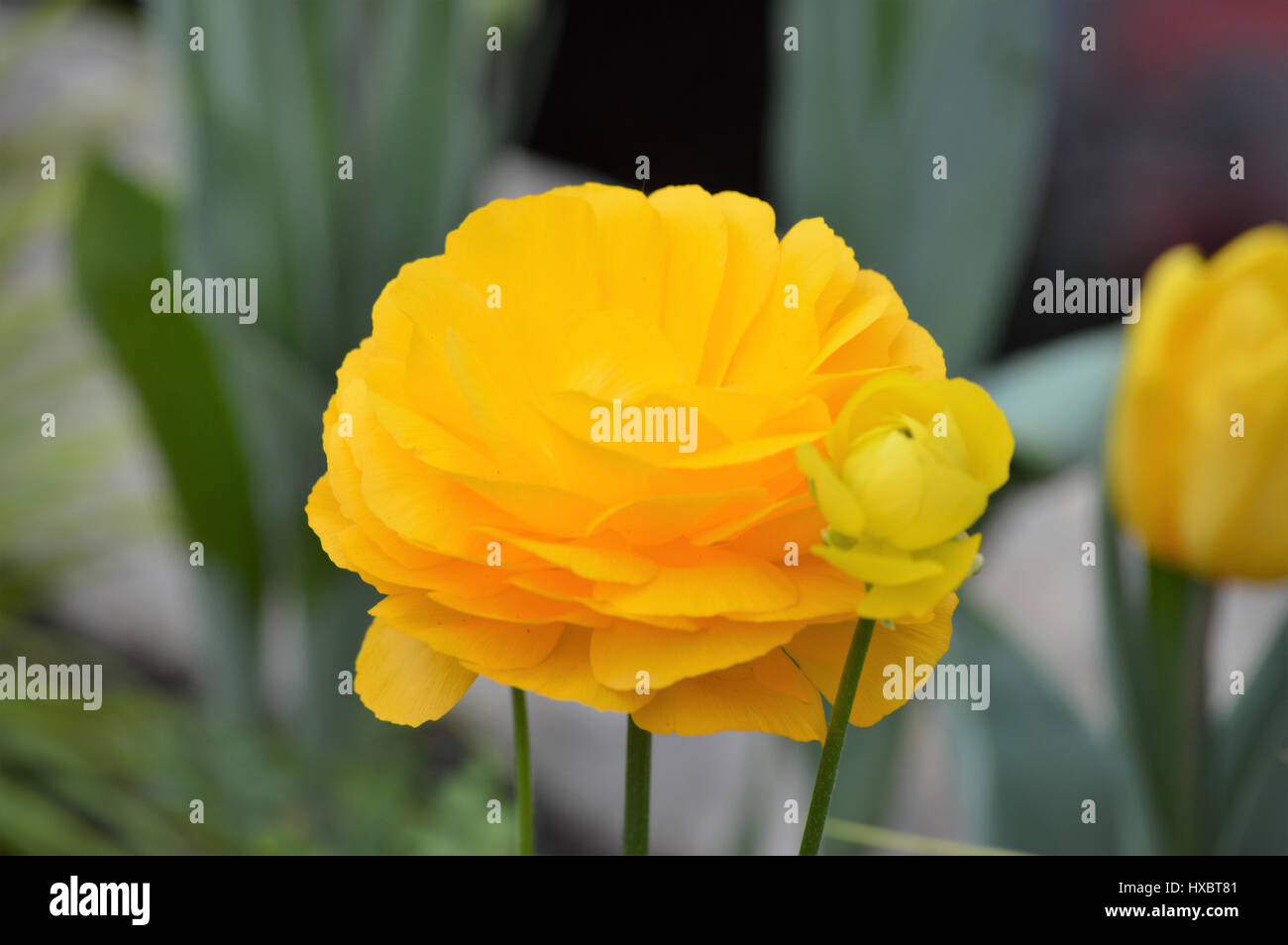 Yellow Ranunculus Flower Stock Photo - Alamy