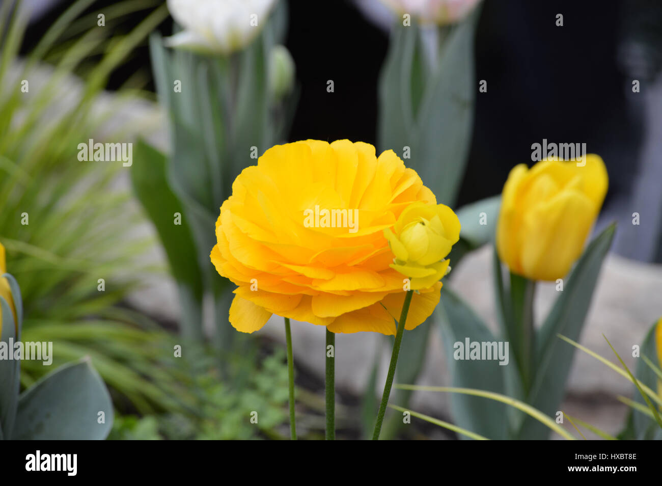 Yellow Ranunculus Flower Stock Photo - Alamy