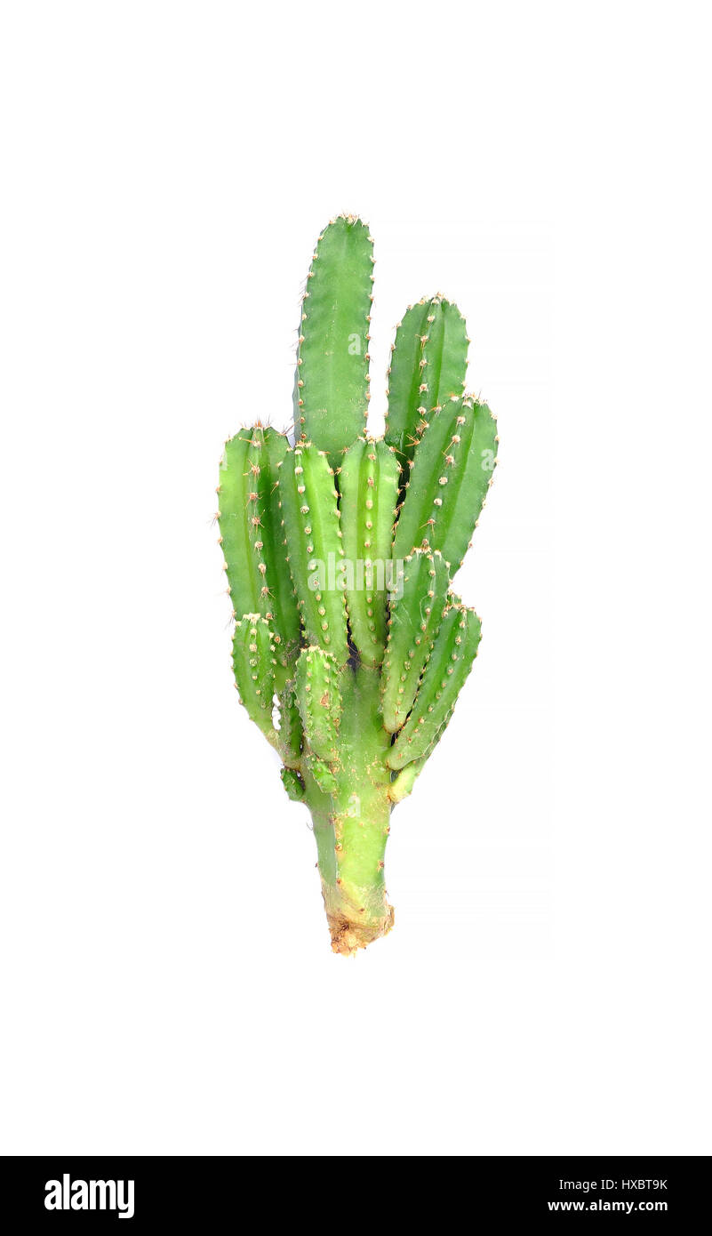 Cactus isolated on white background Stock Photo - Alamy