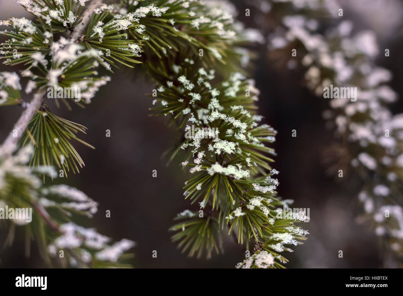 Icy pine tree hi-res stock photography and images - Alamy