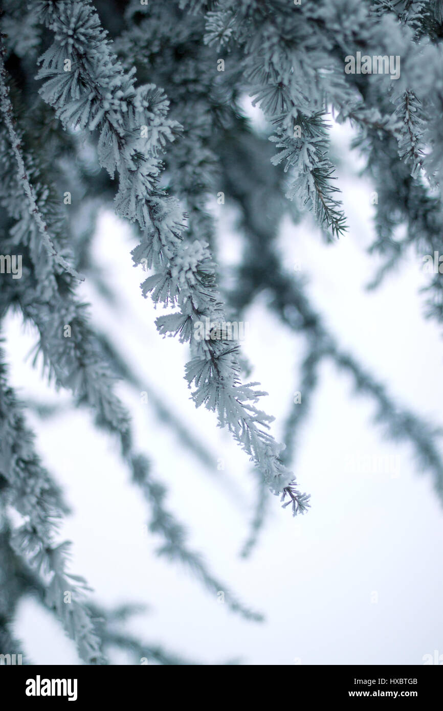 Icy pine tree hi-res stock photography and images - Alamy