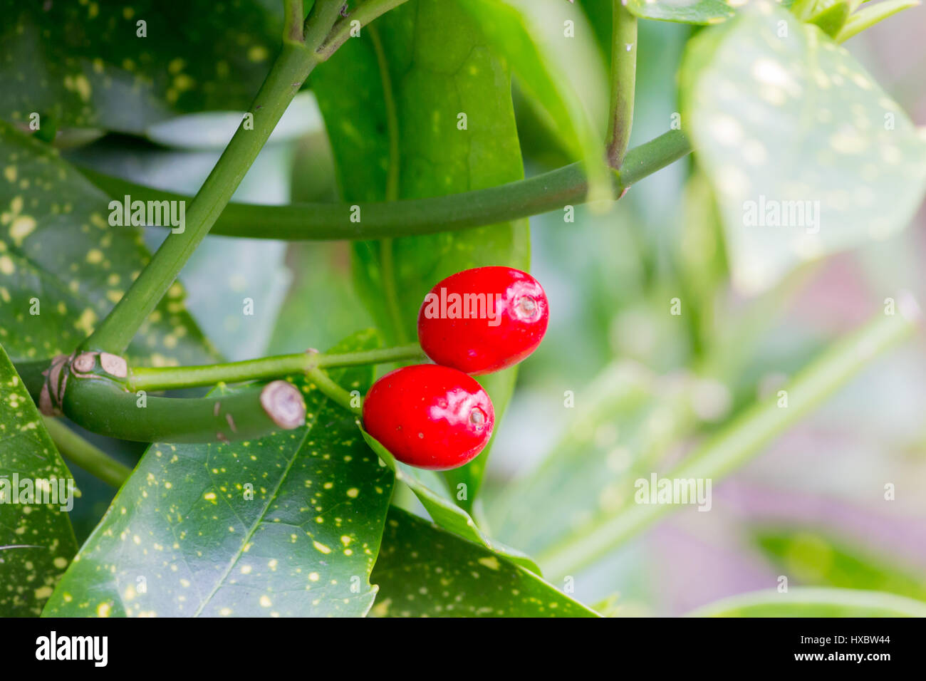 Close up of a red berry Stock Photo - Alamy