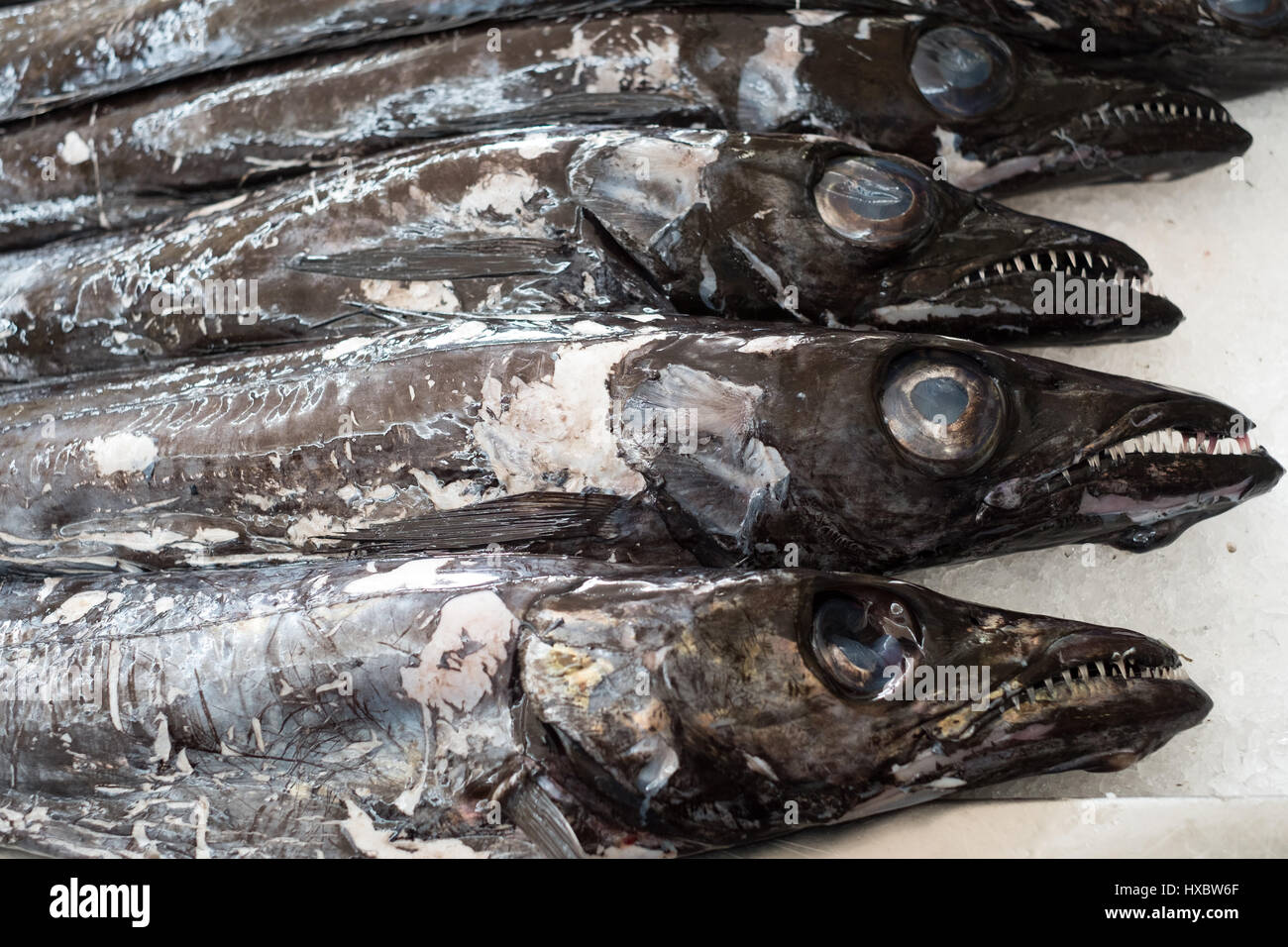 Black scabbard fish Aphanopus carbo on sale at the fish market, Funchal ...