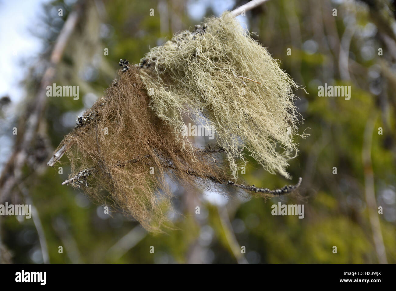 Bryoria hi-res stock photography and images - Alamy