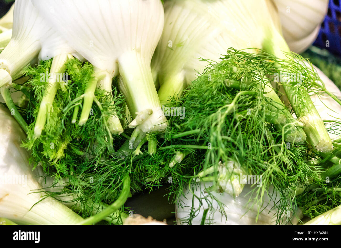 Fennel bulbs hi-res stock photography and images - Alamy