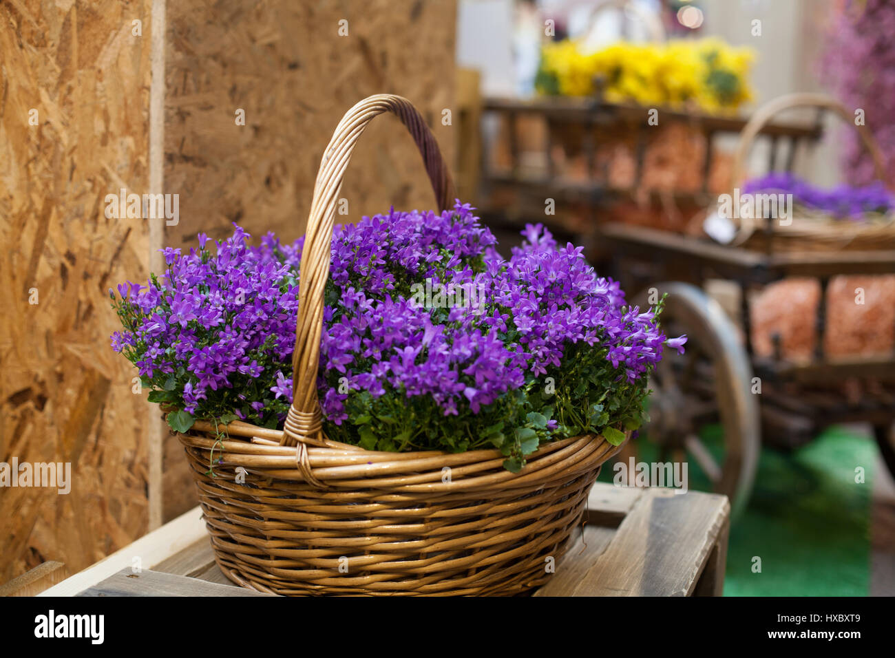 basket with violet blue flowers spring summer Stock Photo - Alamy