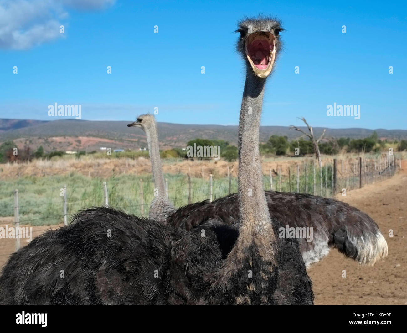 An ostrich on a working ostrich farm opens its mouth to cool down in ...