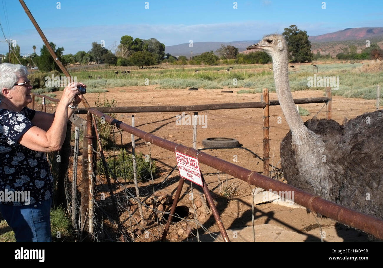 Working ostrich farm hi-res stock photography and images - Alamy
