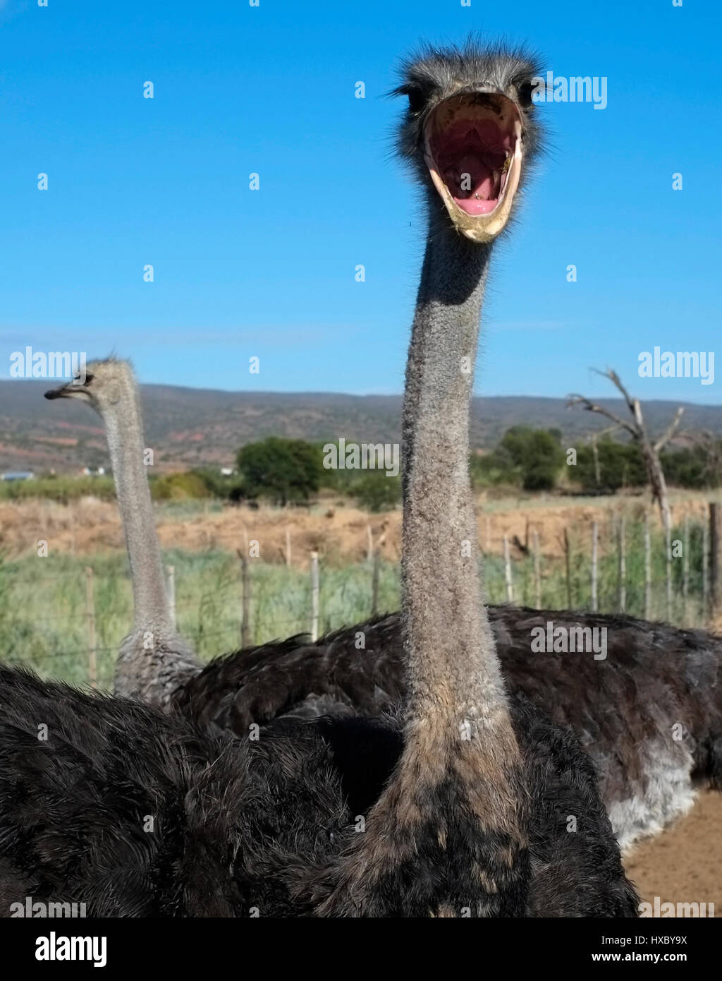 An ostrich on a working ostrich farm opens its mouth to cool down in ...
