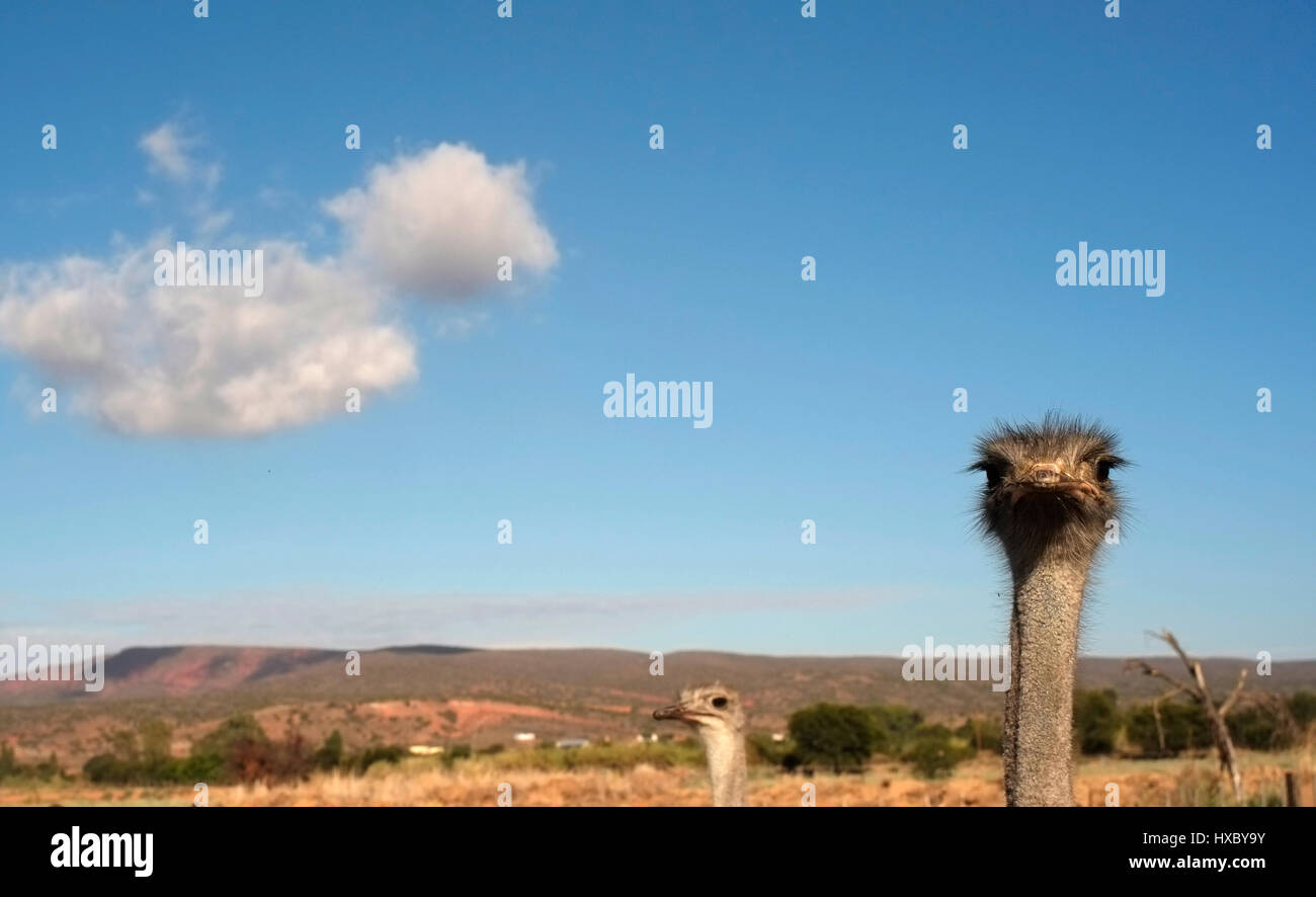 Ostriches are seen on a working ostrich farm in Oudtshoorn, South ...