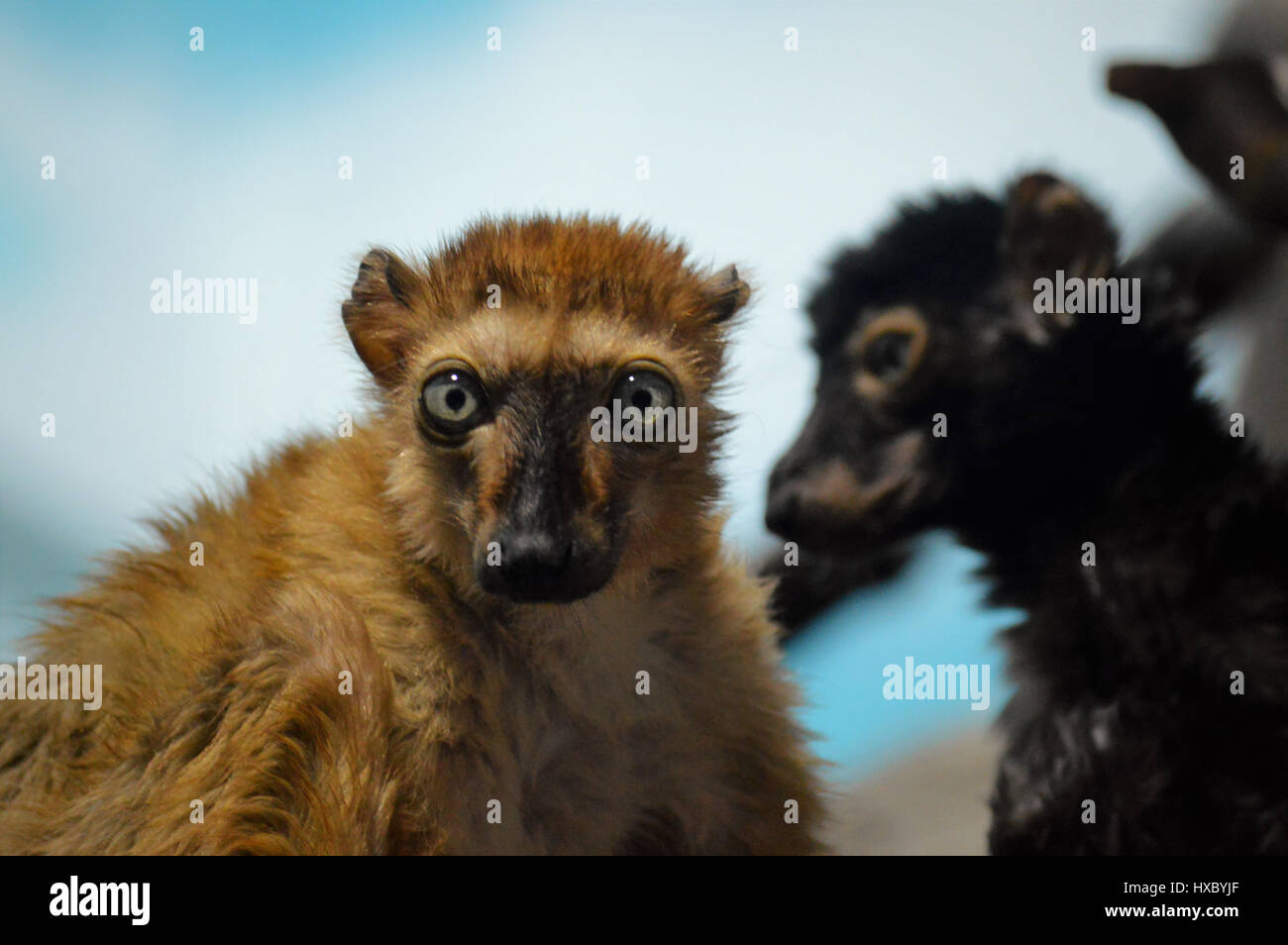 Blue Eyed Lemurs Stock Photo - Alamy