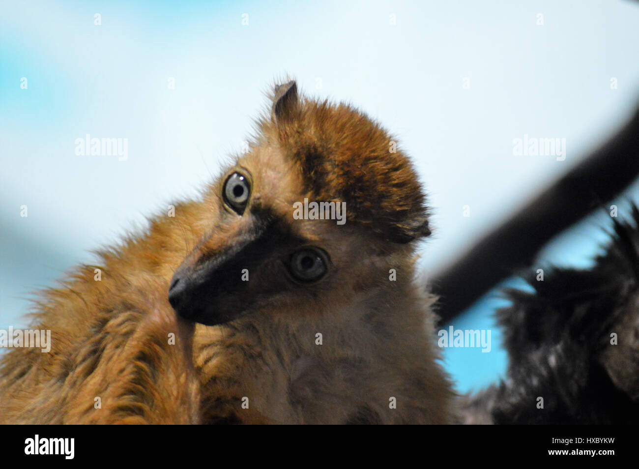 Adult lemur hi-res stock photography and images - Alamy