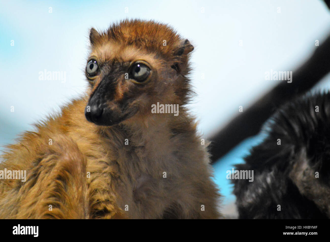 Blue Eyed Lemur Stock Photo - Alamy