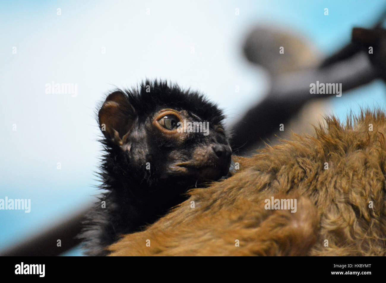 Blue Eyed Lemur Stock Photo - Alamy