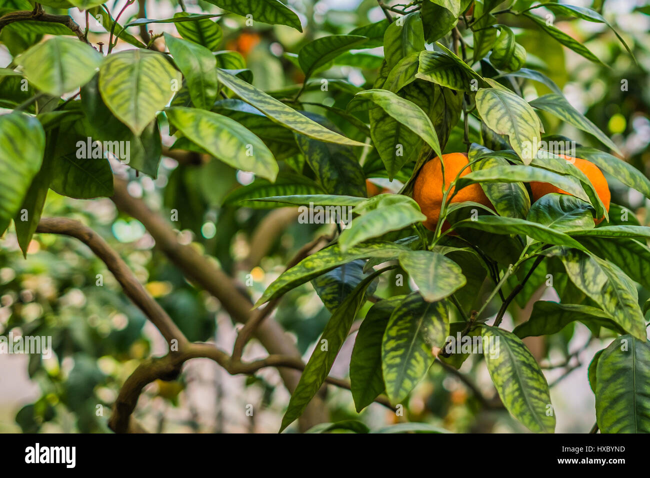 Oranges tree sun hi-res stock photography and images - Alamy