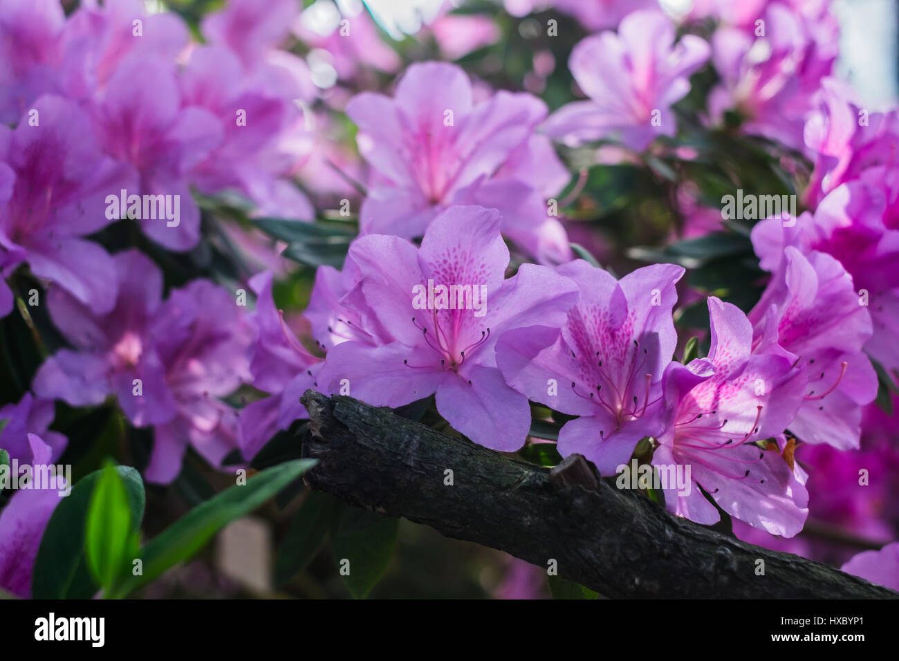 Bright pink tropical flower azalea with a branch and deep green ...