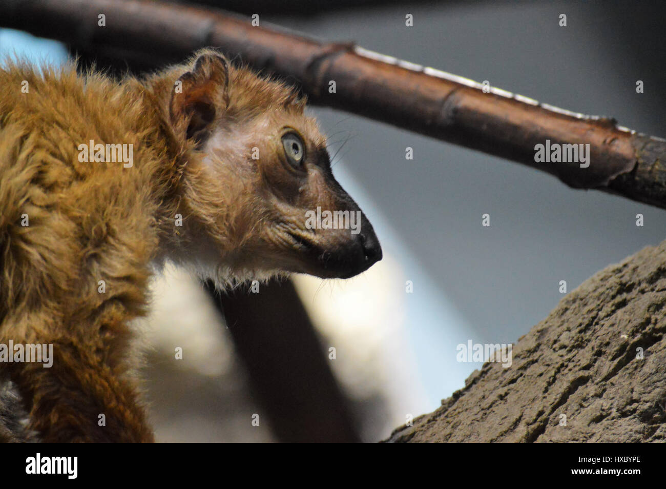 Blue Eyed Lemur Stock Photo - Alamy