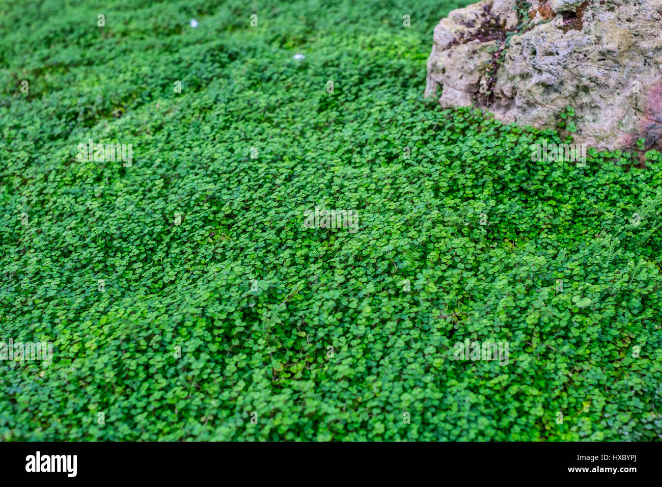 Refreshing close up top view green bush of small-leaved plants with ...