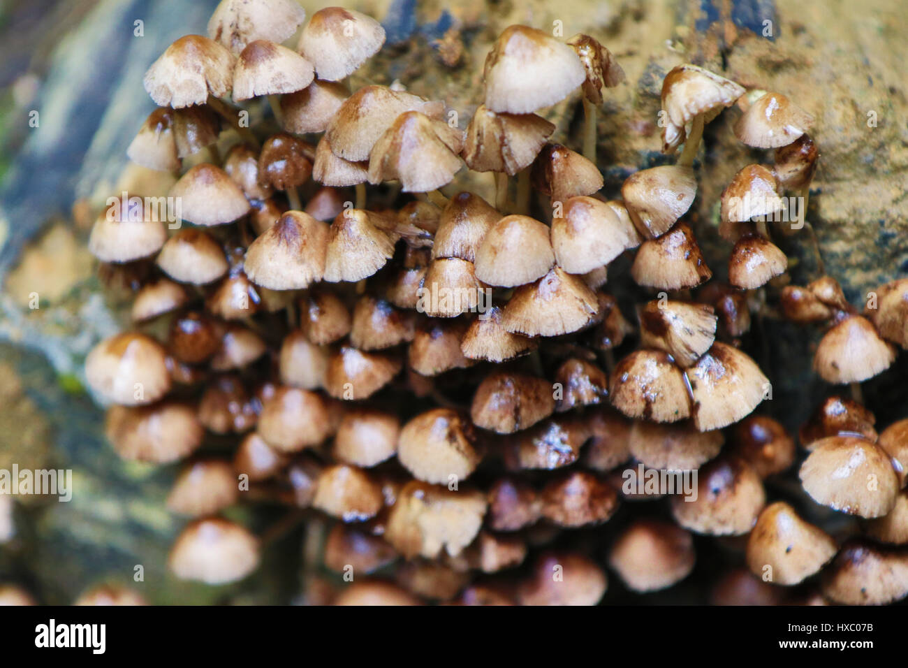 Brick tuft mushroom hi-res stock photography and images - Alamy