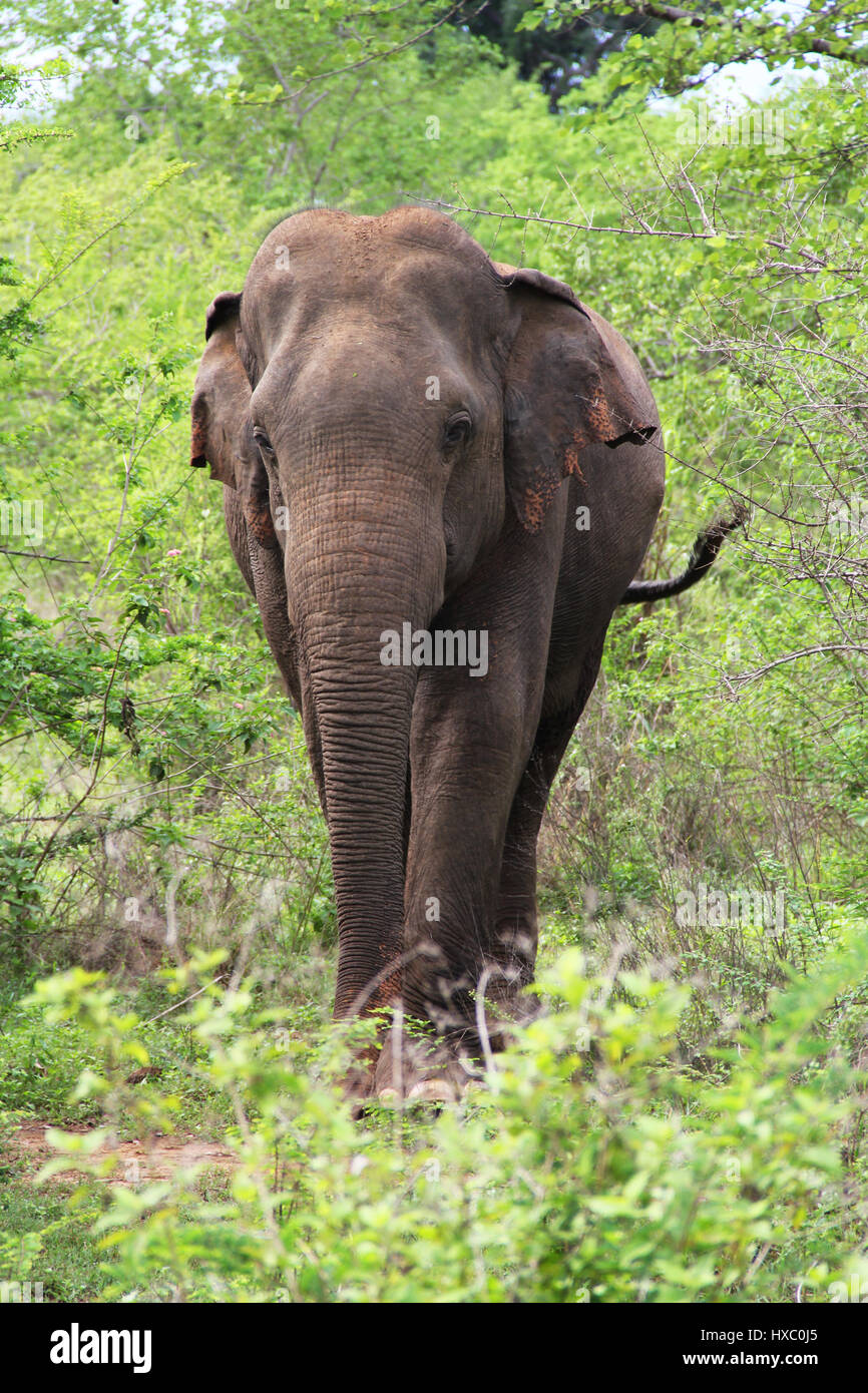 Big ear elephant hi-res stock photography and images - Alamy