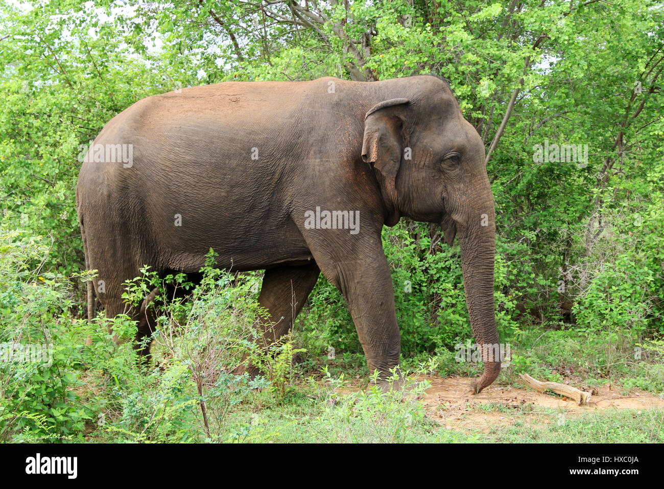 Elephant forest herd hi-res stock photography and images - Alamy