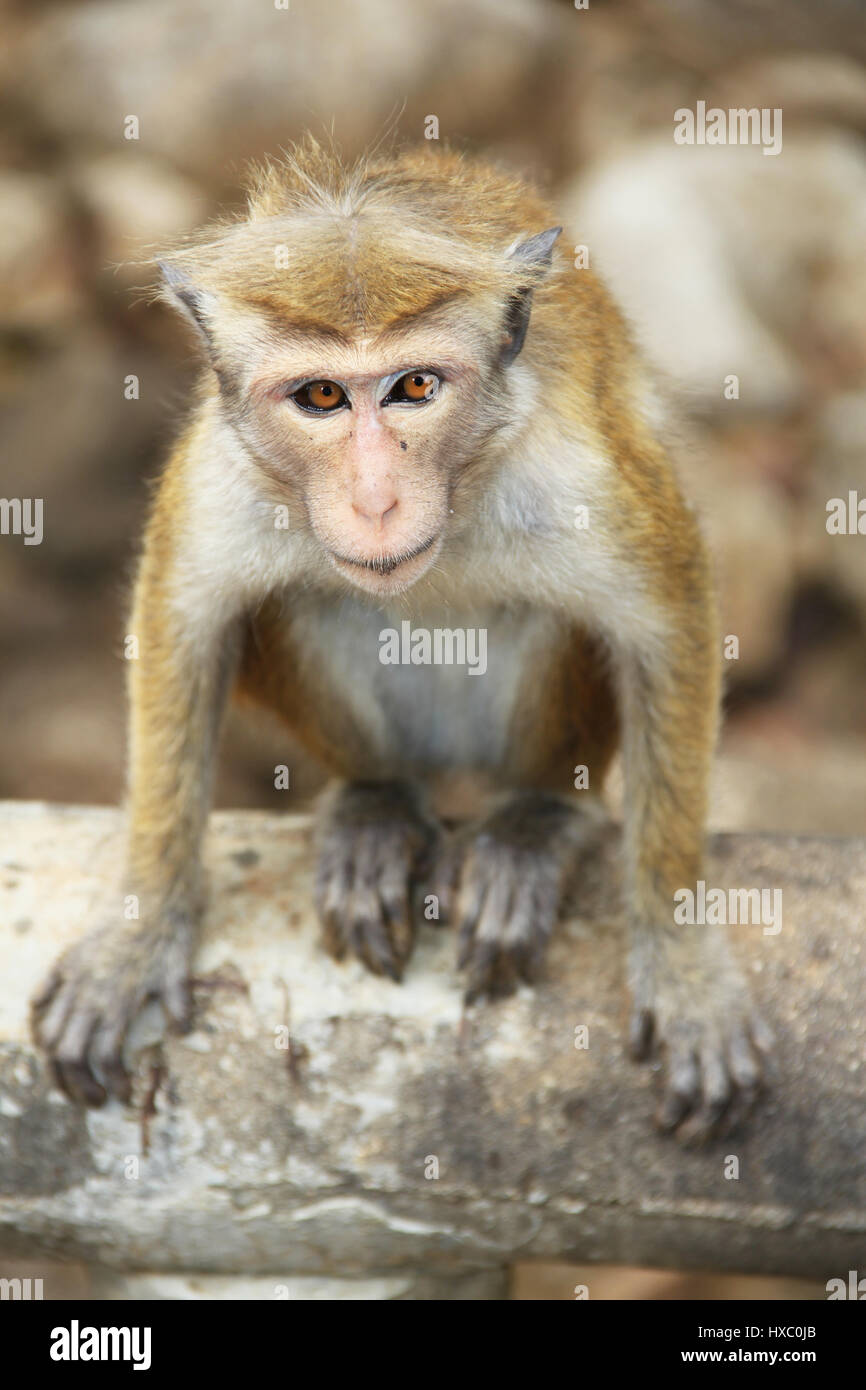 Emperor monkey hi-res stock photography and images - Alamy